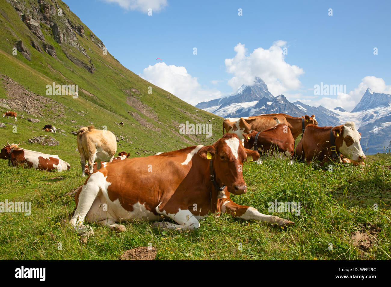 Swiss cow in the alps Stock Photo - Alamy