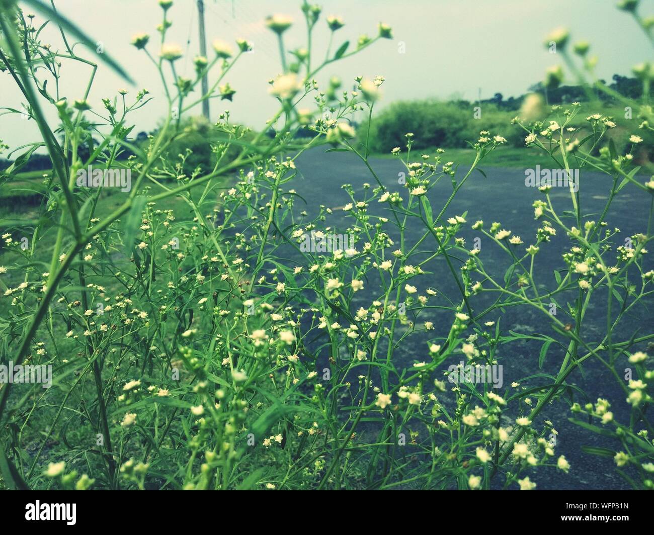 Riverbank wildflowers hi-res stock photography and images - Alamy