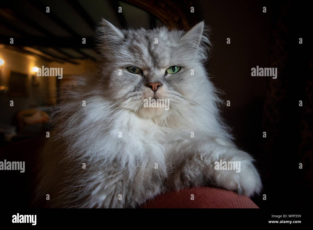 A long haired Persian cat looks grumpy whilst lazing inside a rural ...