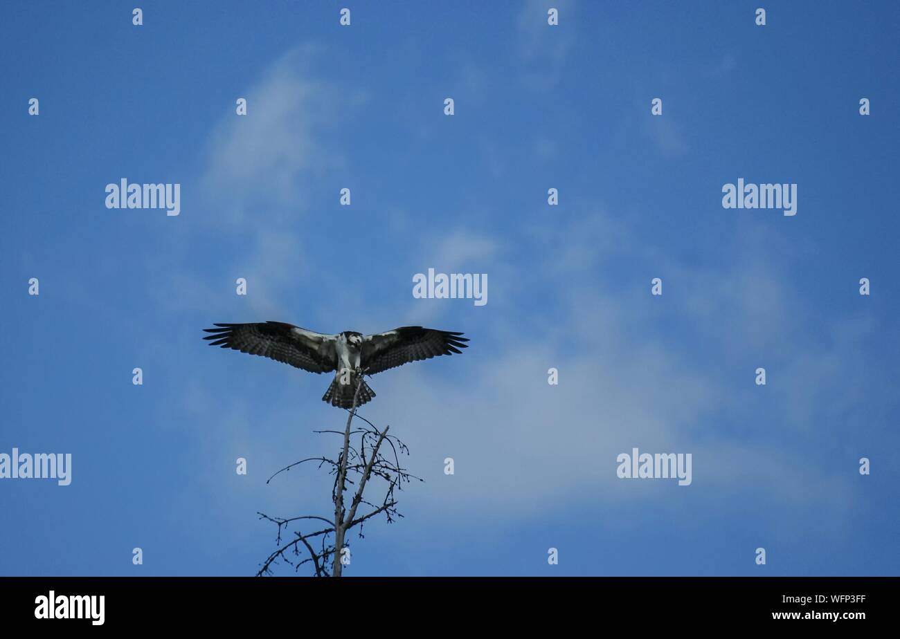 Tree landing hi-res stock photography and images - Alamy