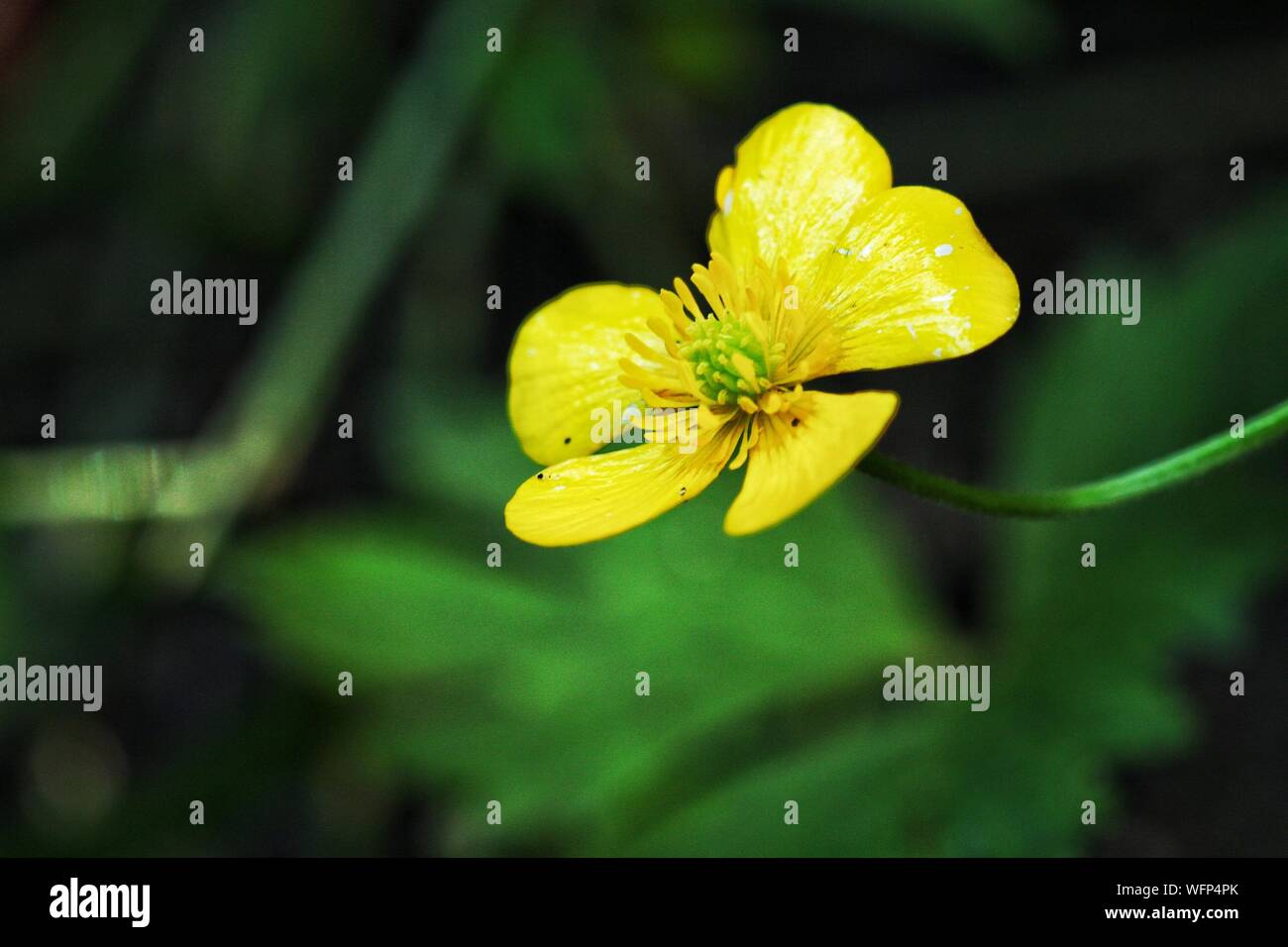 Buttercup In The Foreground High Resolution Stock Photography and ...