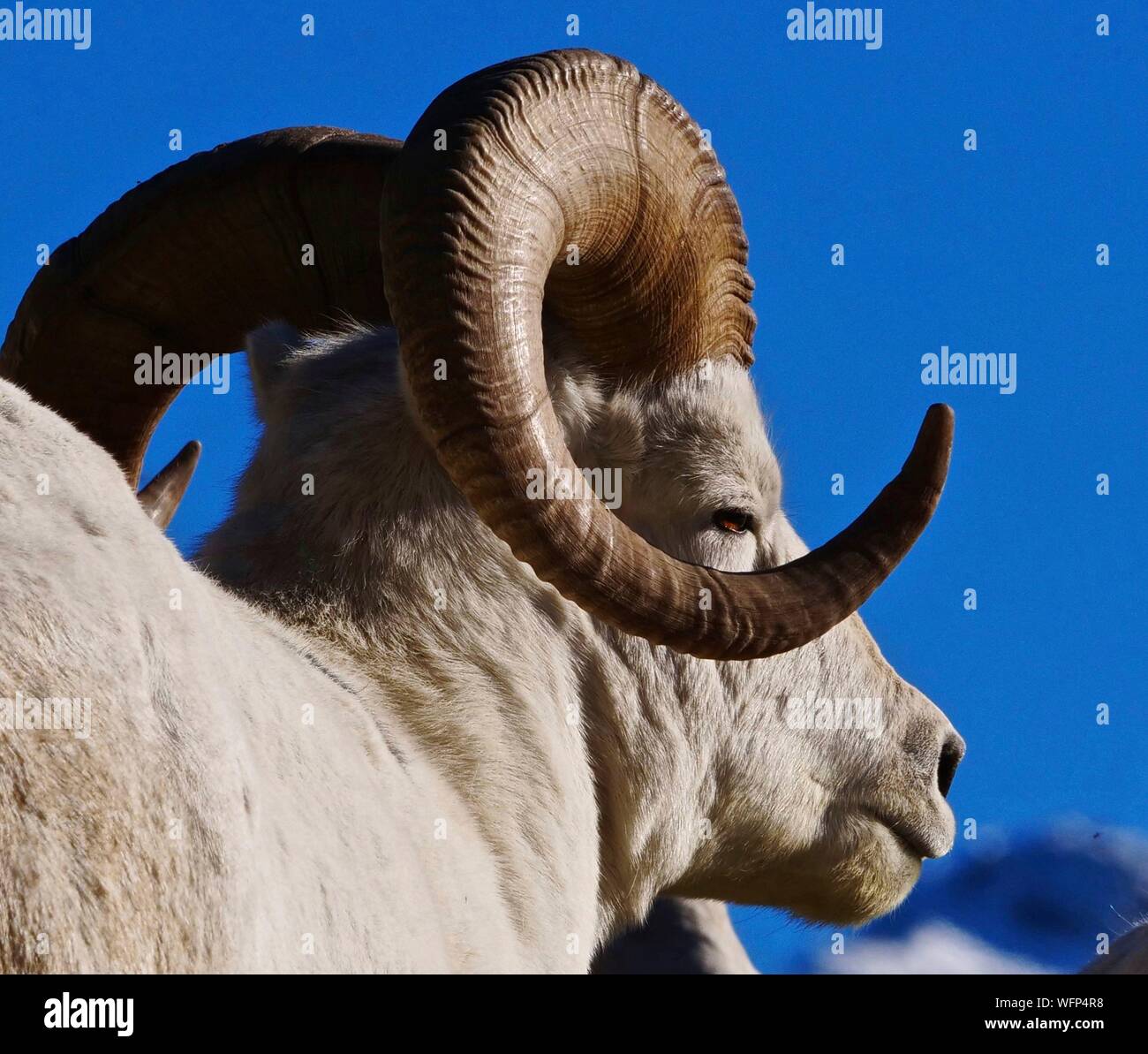 North America, Canada, Yukon, Kluane National Park male Dall sheep ...