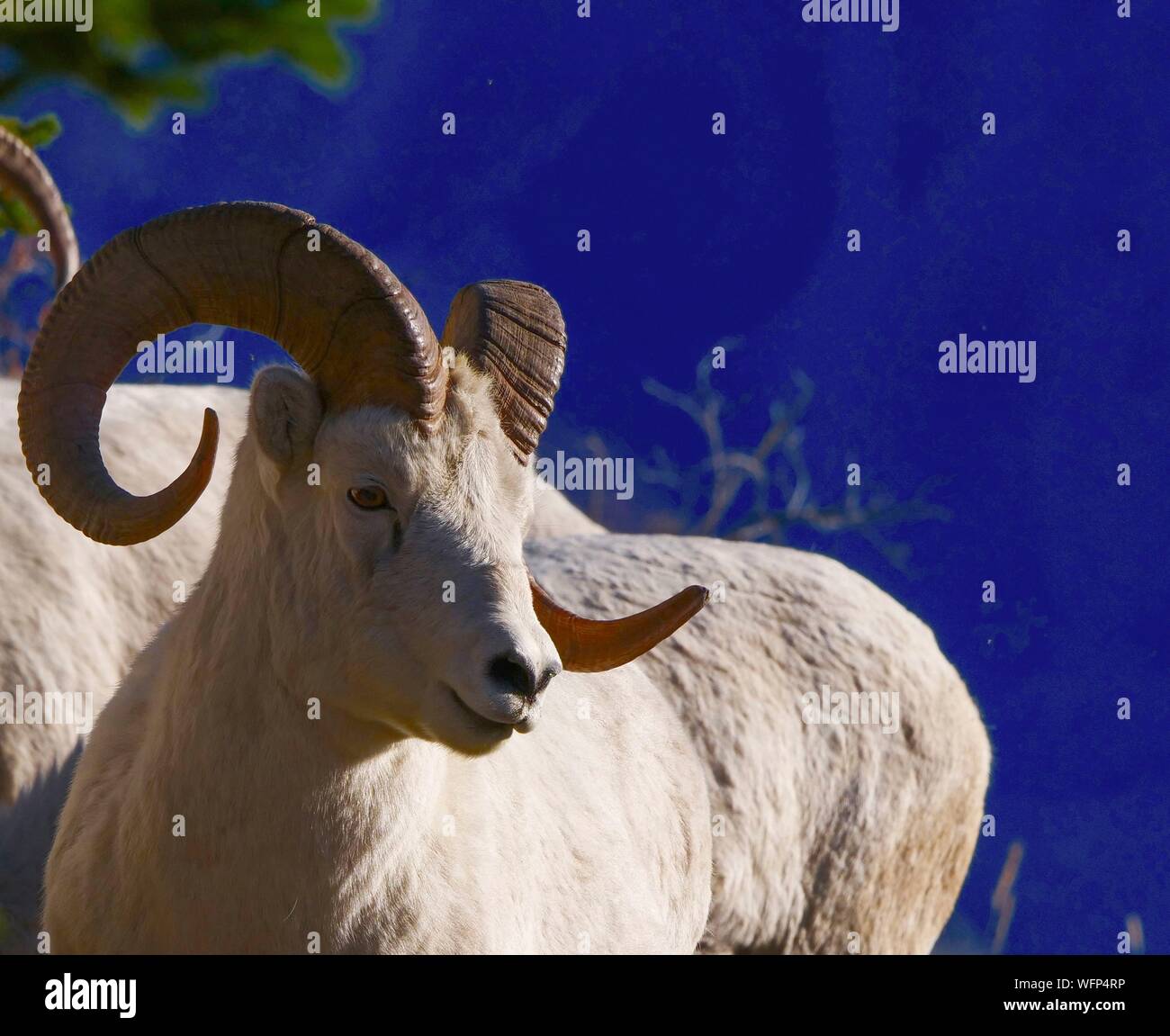 Dall sheep ovis dalli yukon hi-res stock photography and images - Alamy