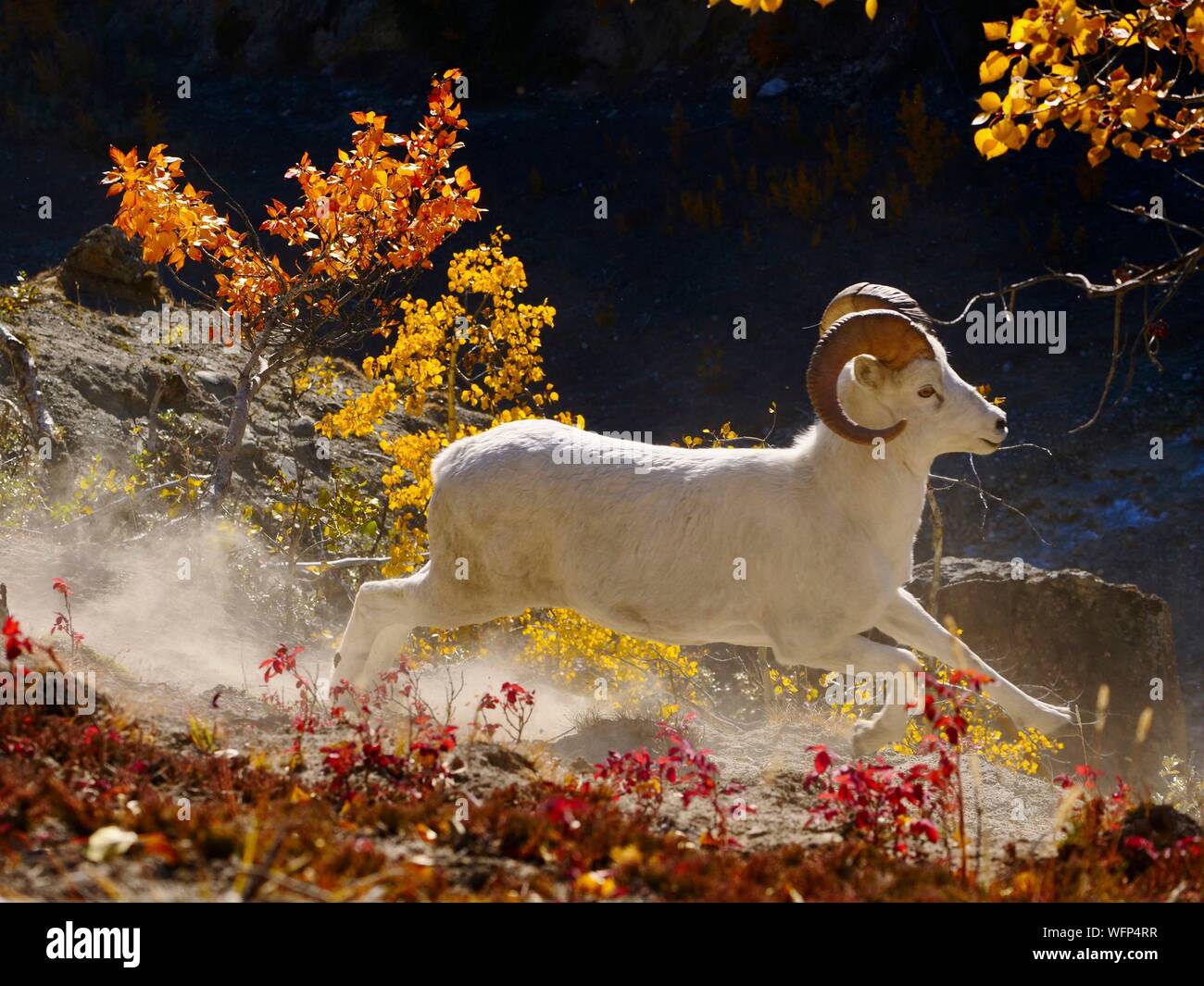 North America, Canada, Yukon, Kluane National Park male Dall sheep ...