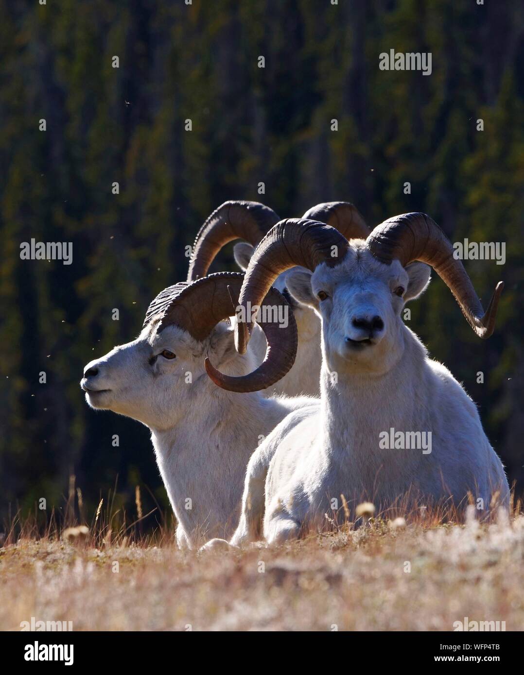 North America, Canada, Yukon, Kluane National Park male Dall sheep ...