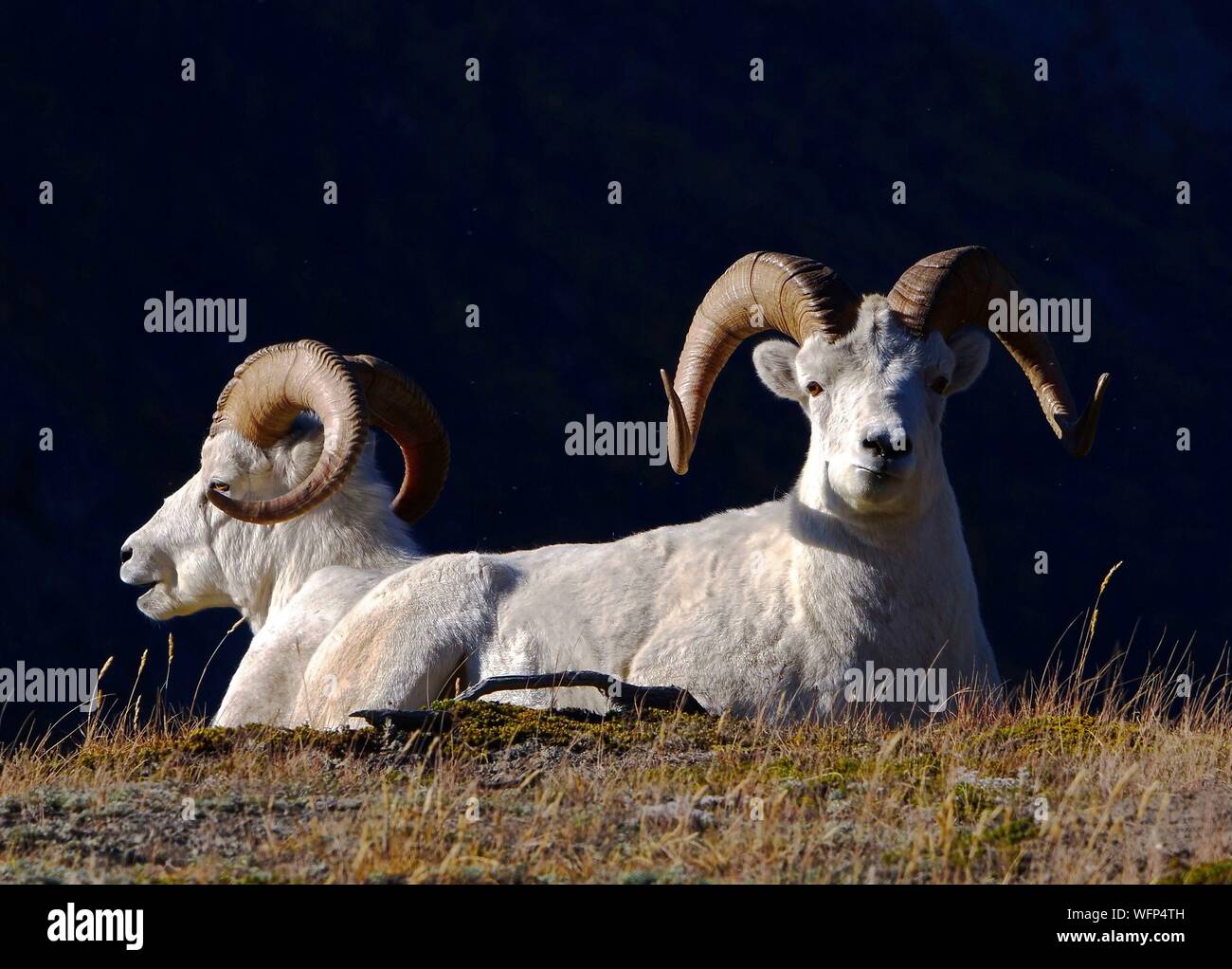 Dall sheep ovis dalli yukon hi-res stock photography and images - Alamy