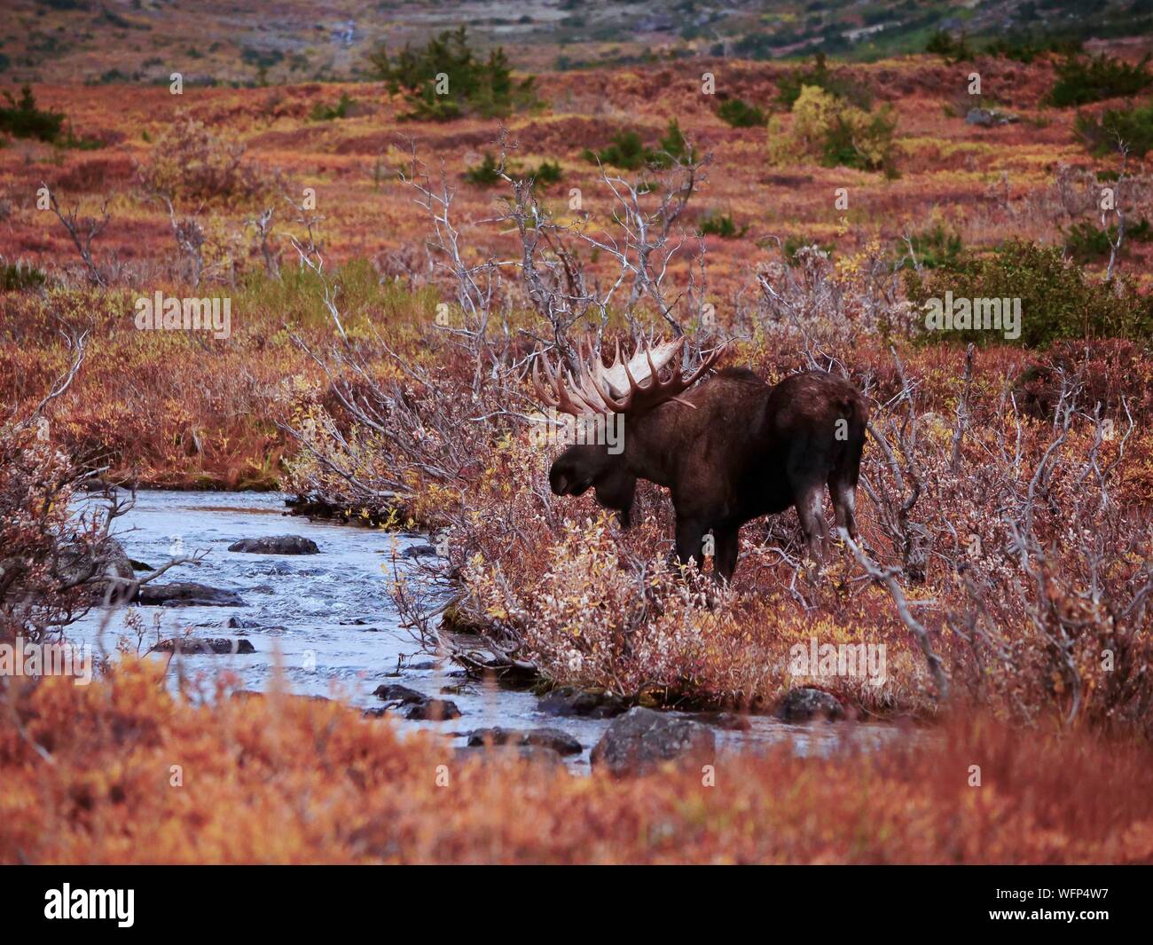 Alaska autumn landscape hi-res stock photography and images - Alamy