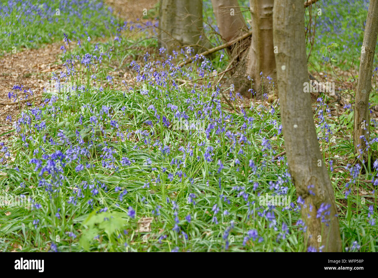 Spring bluebells flowering in an English woodland - England - United ...