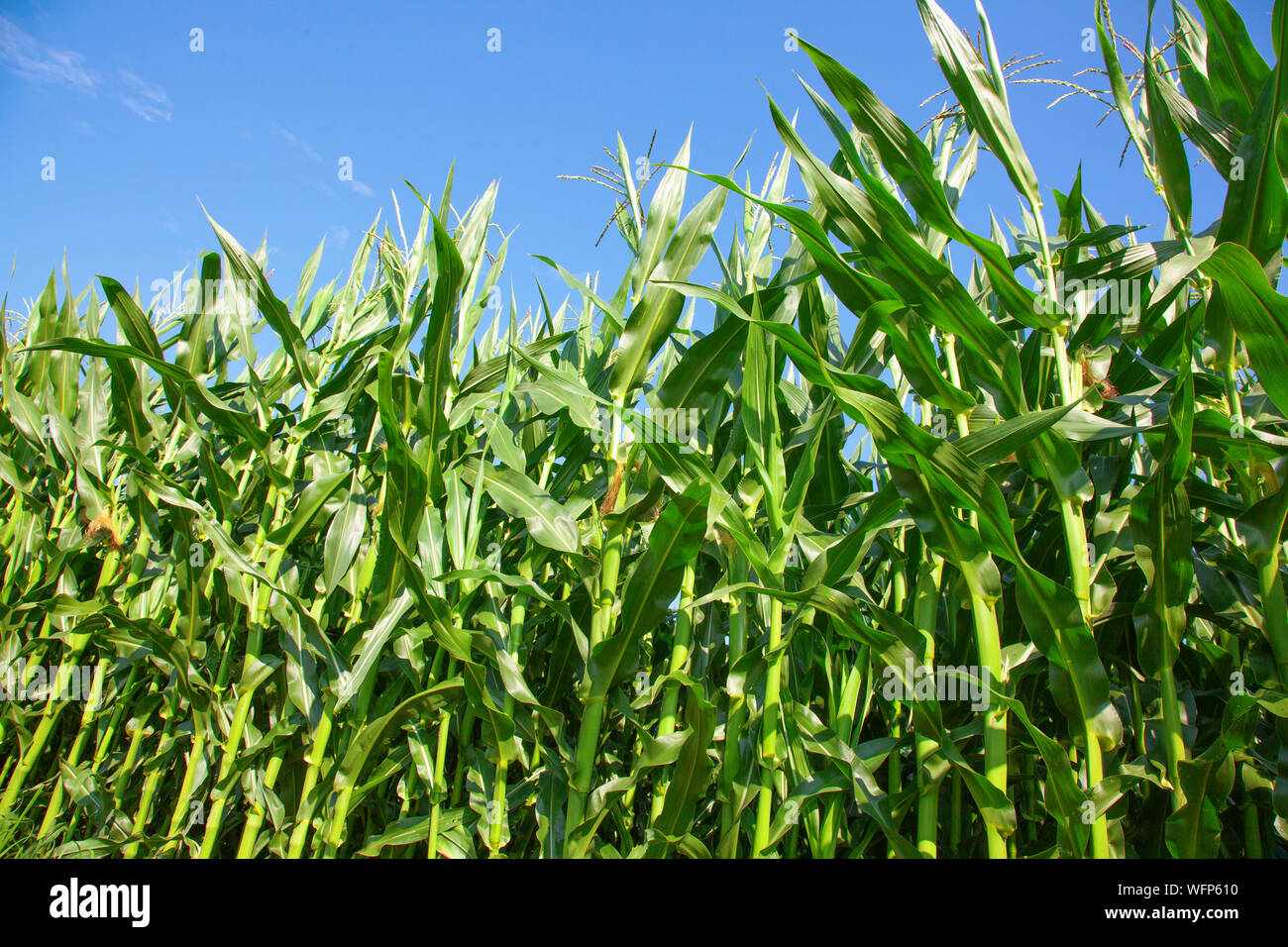 Corn field under blue sky with some fluffy clouds Stock Photo - Alamy