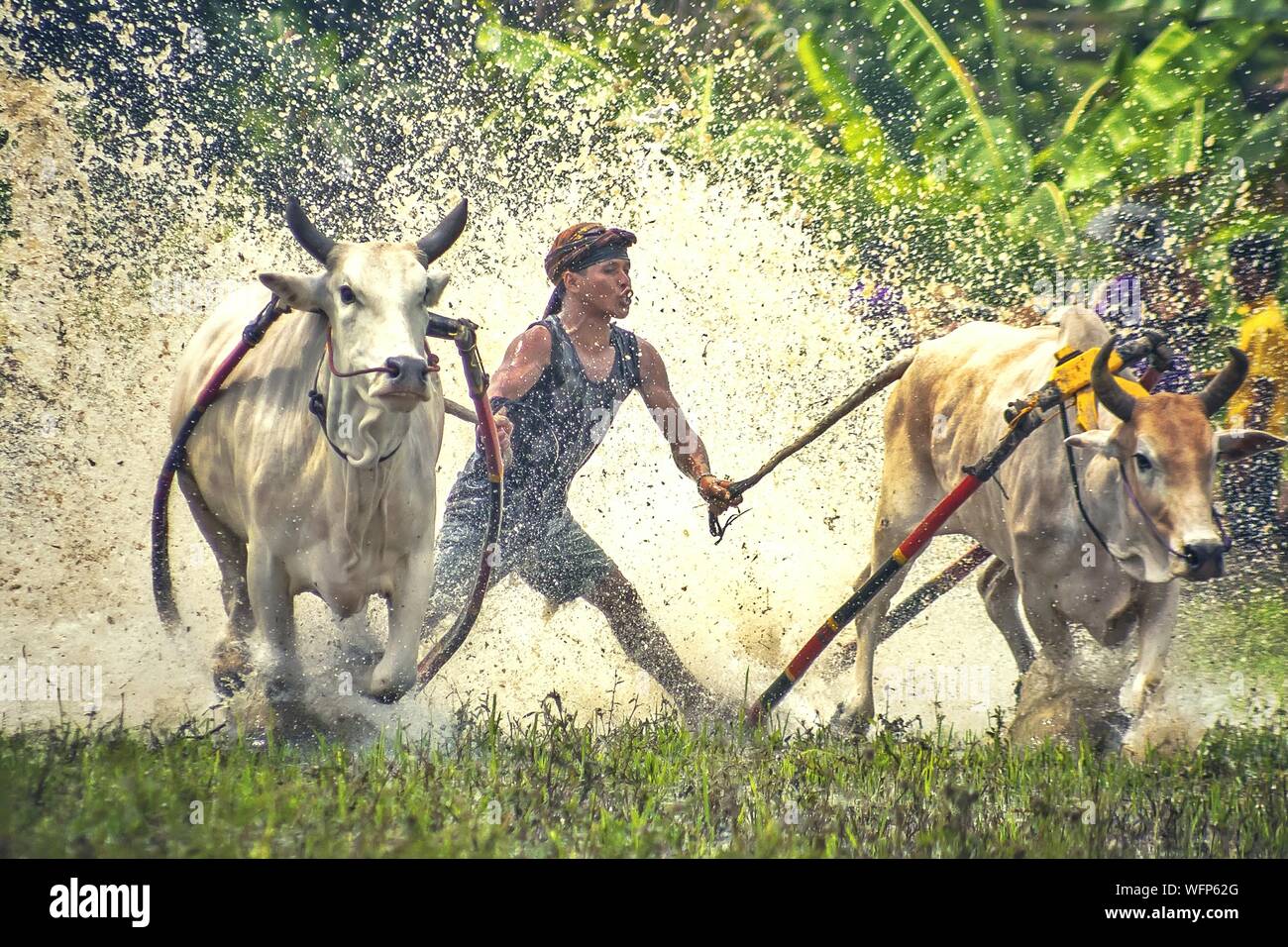 Herding the cows hi-res stock photography and images - Alamy