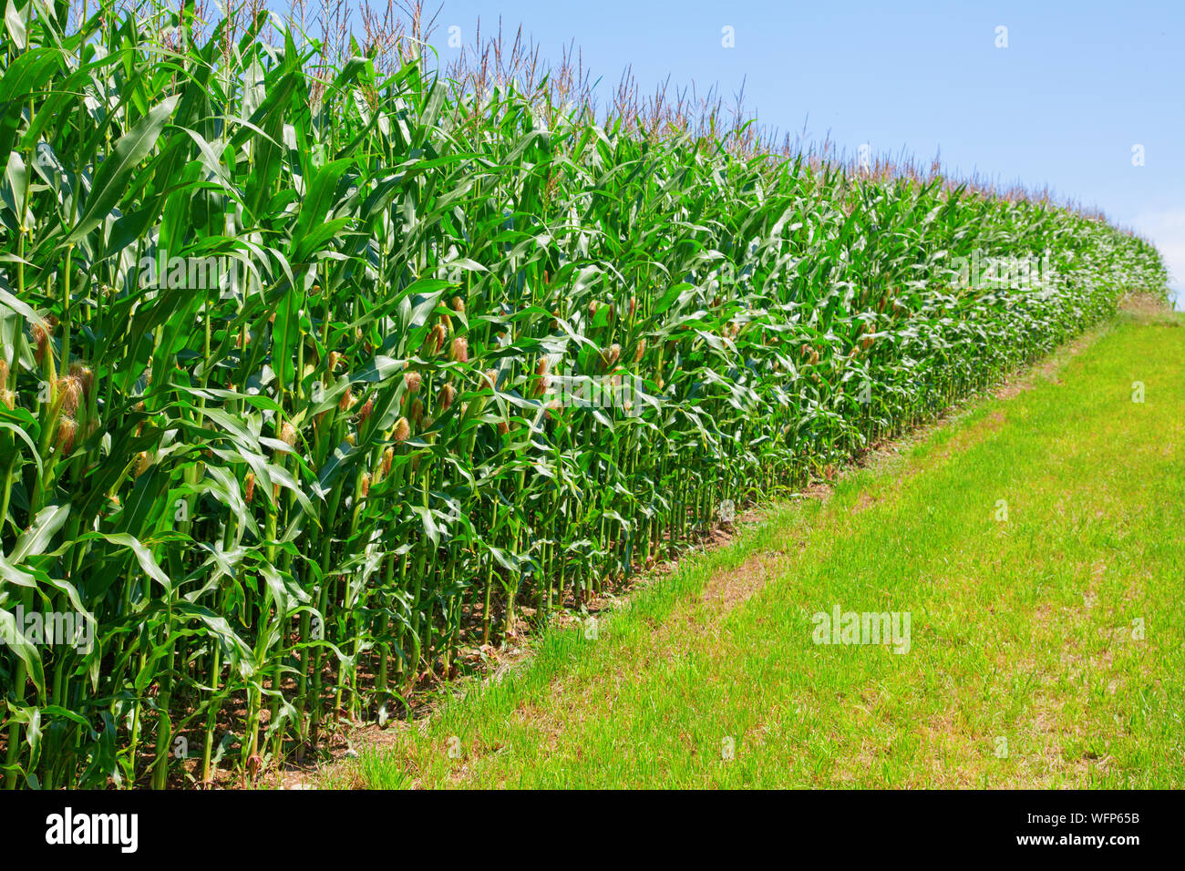 Corn field under blue sky with some fluffy clouds Stock Photo - Alamy