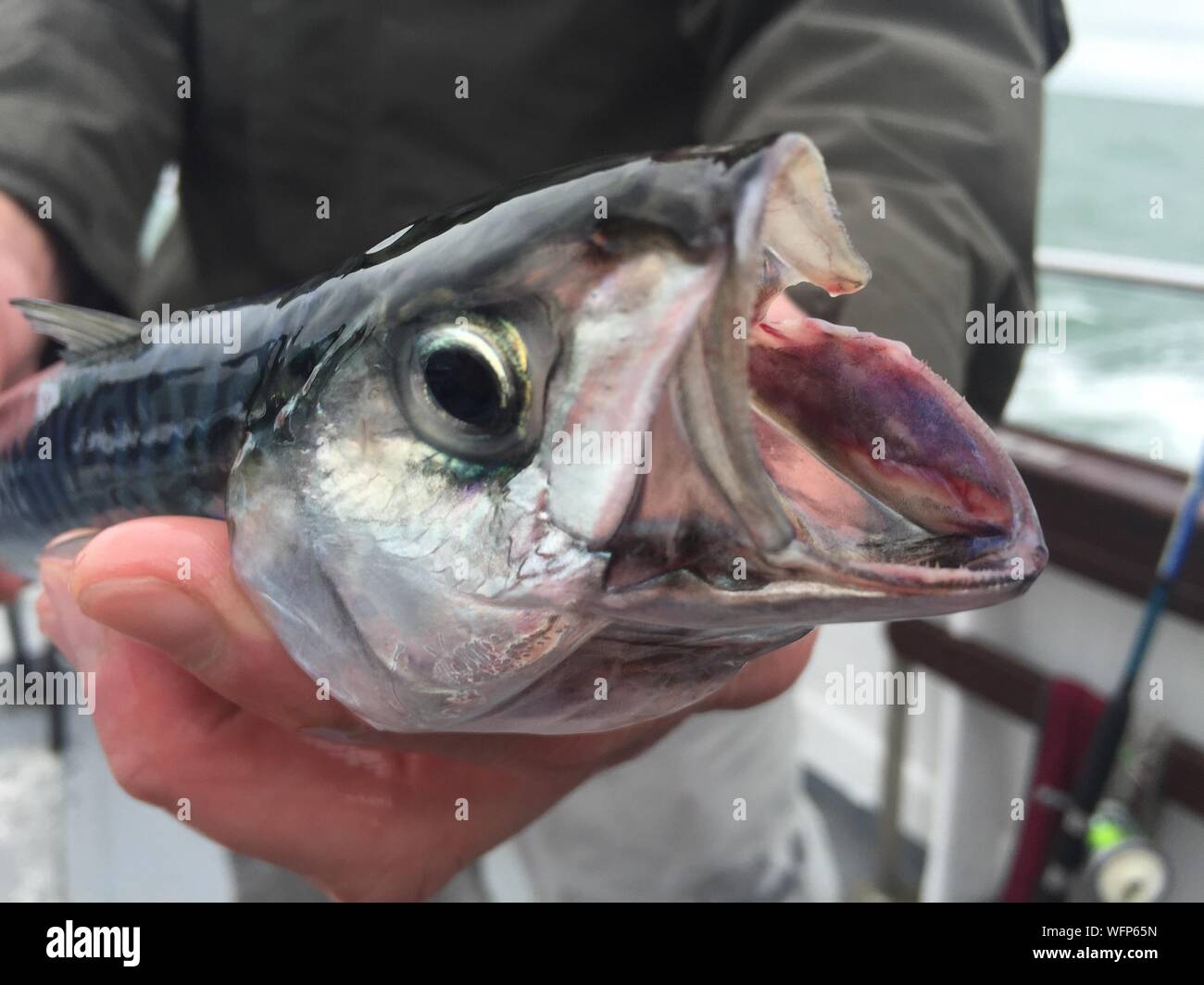 Holding dead fish hi-res stock photography and images - Alamy