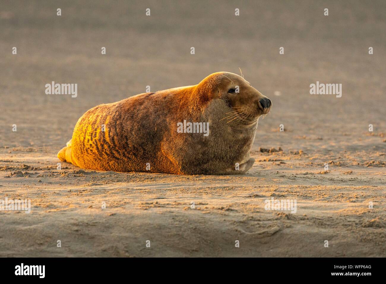France, Pas de Calais, Authie Bay, Berck sur Mer, Grey seals ...