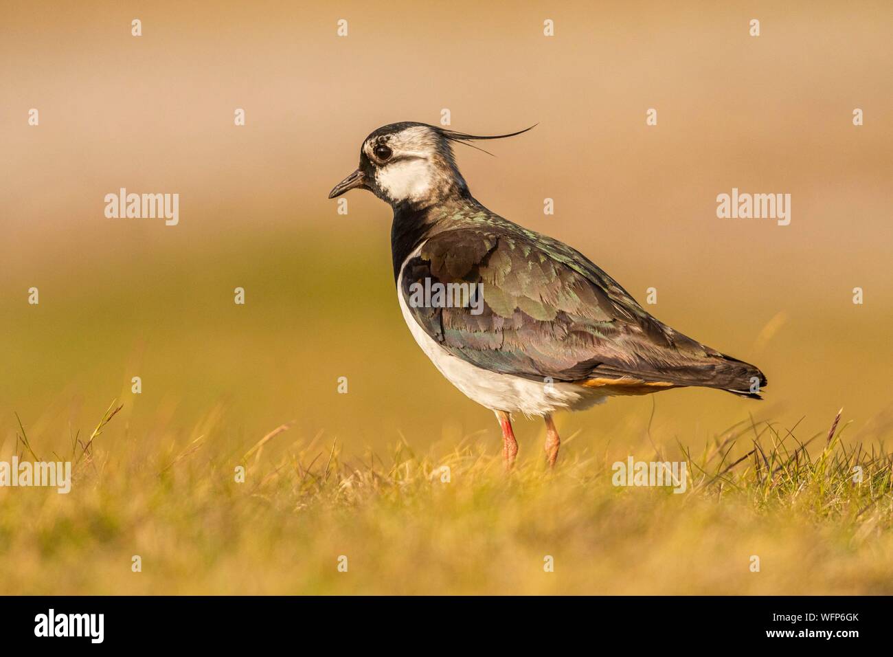 France, Somme, Baie de Somme, Cayeux sur Mer, The Hable d'Ault ...