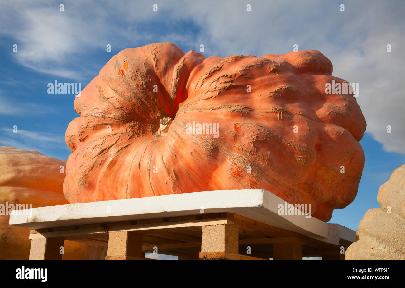 Giant pumpkin, winner of the pumpkni contest on the autumn market Stock ...