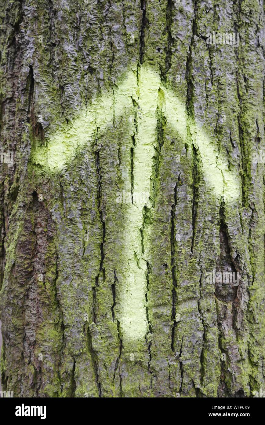 Arrow sign tree hi-res stock photography and images - Alamy