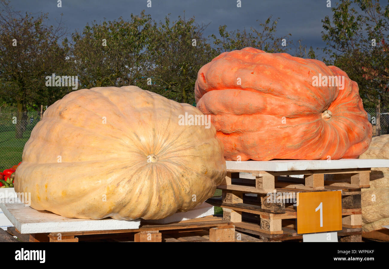 Giant pumpkin, winner of the pumpkni contest on the autumn market Stock ...