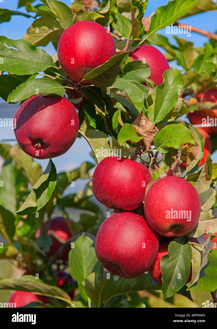 Apple garden full of riped red apples Stock Photo - Alamy