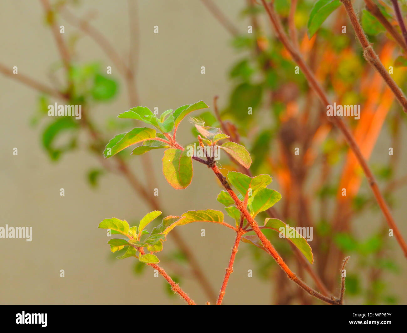 Holy basil leaf hi-res stock photography and images - Alamy