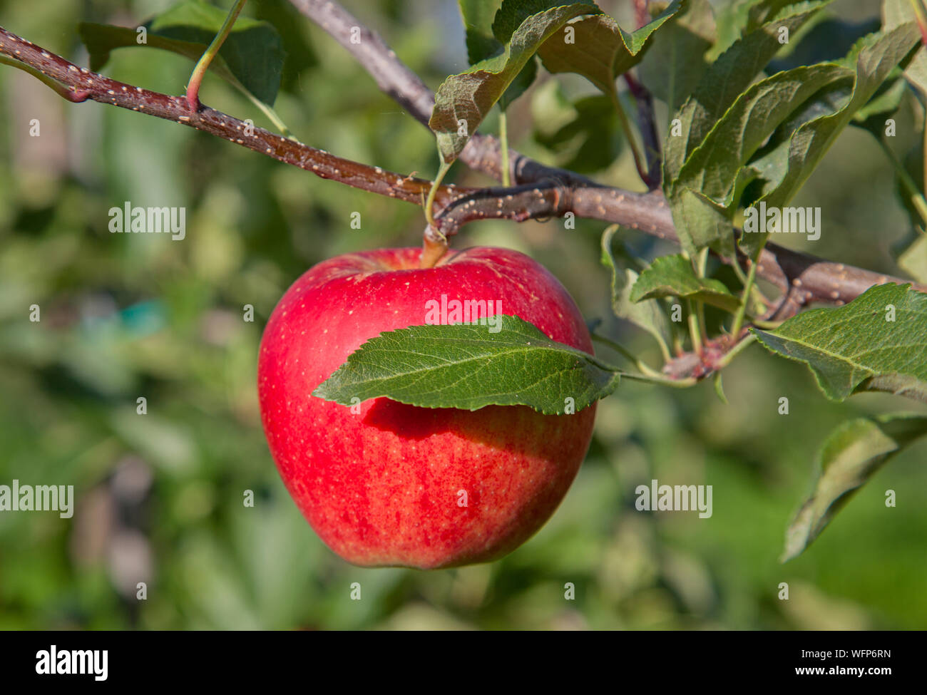 Apple garden full of riped red apples Stock Photo - Alamy