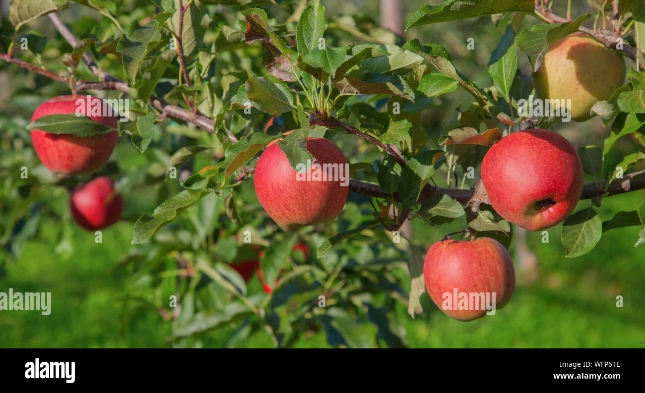 Apple garden full of riped red apples Stock Photo - Alamy