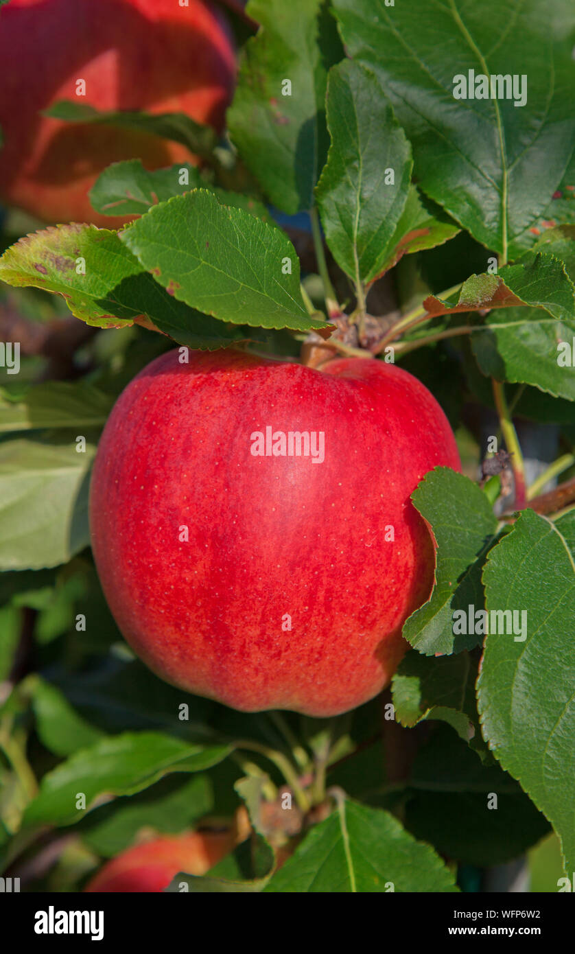 Apple garden full of riped red apples Stock Photo - Alamy