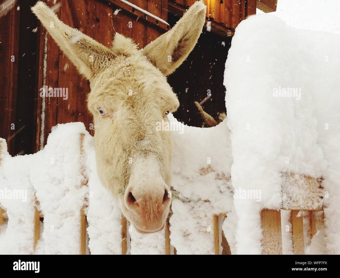 Donkey close up snow hi-res stock photography and images - Alamy