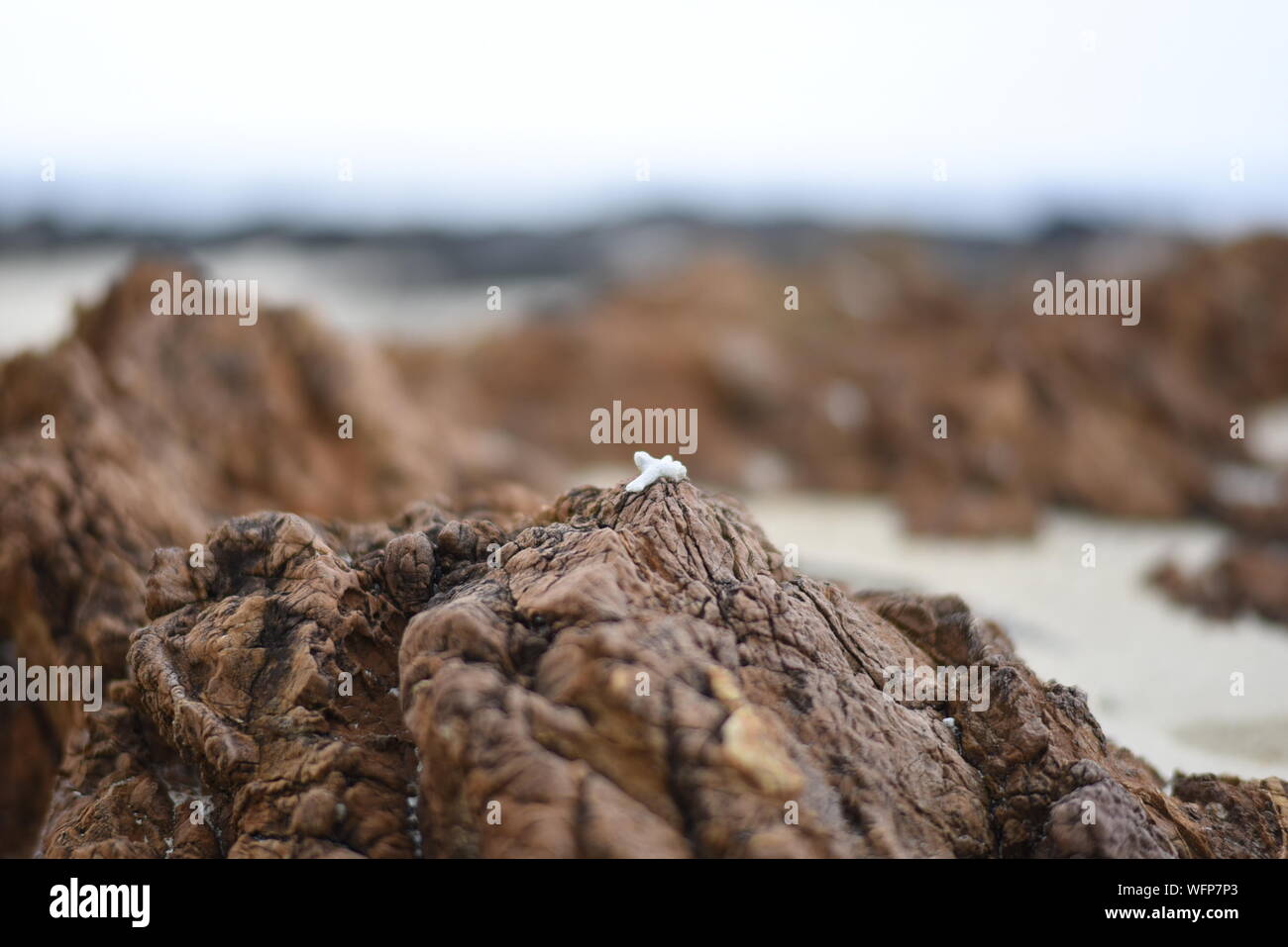 Dry Coral On Rock At Beach Stock Photo - Alamy