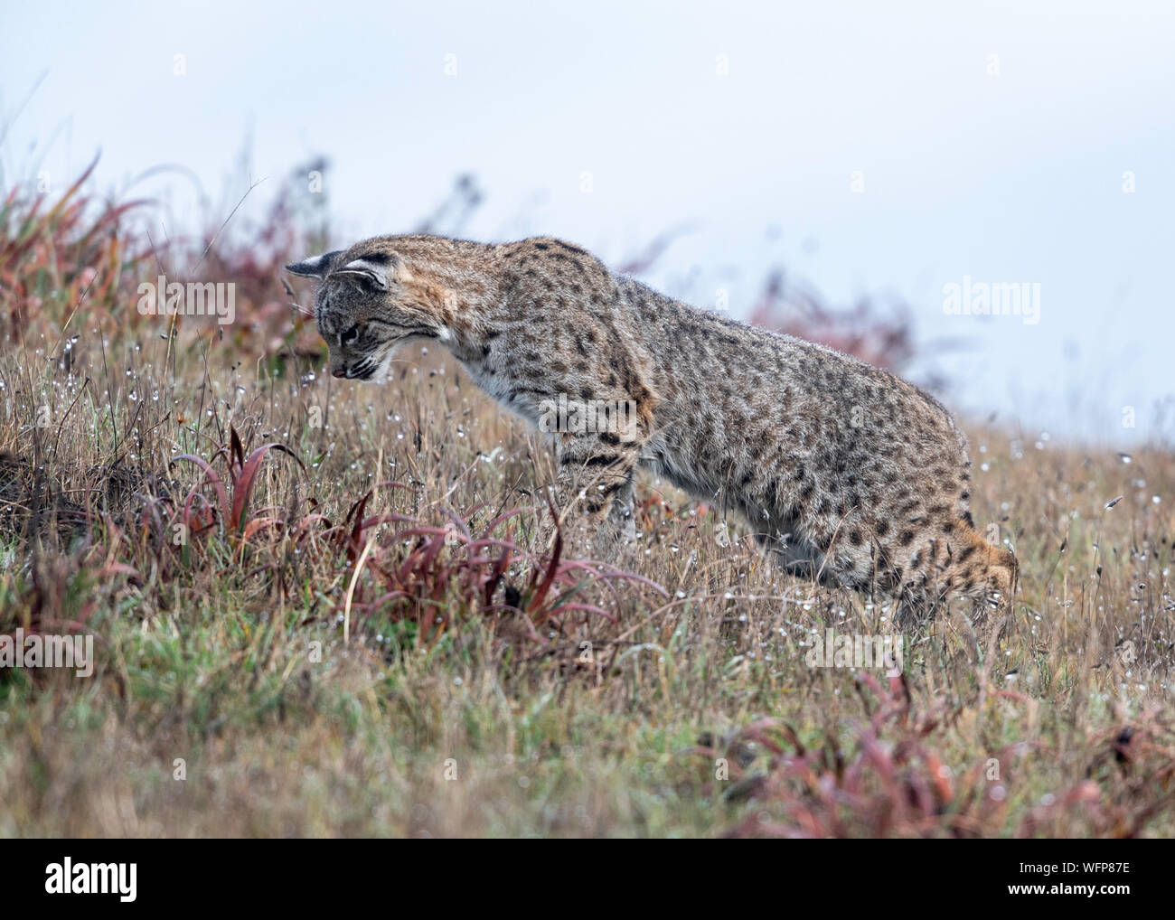 Bobcat california hi-res stock photography and images - Alamy