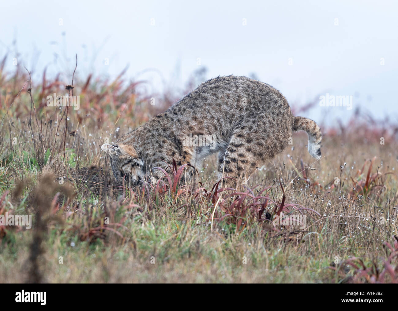 Bobcat california hi-res stock photography and images - Alamy