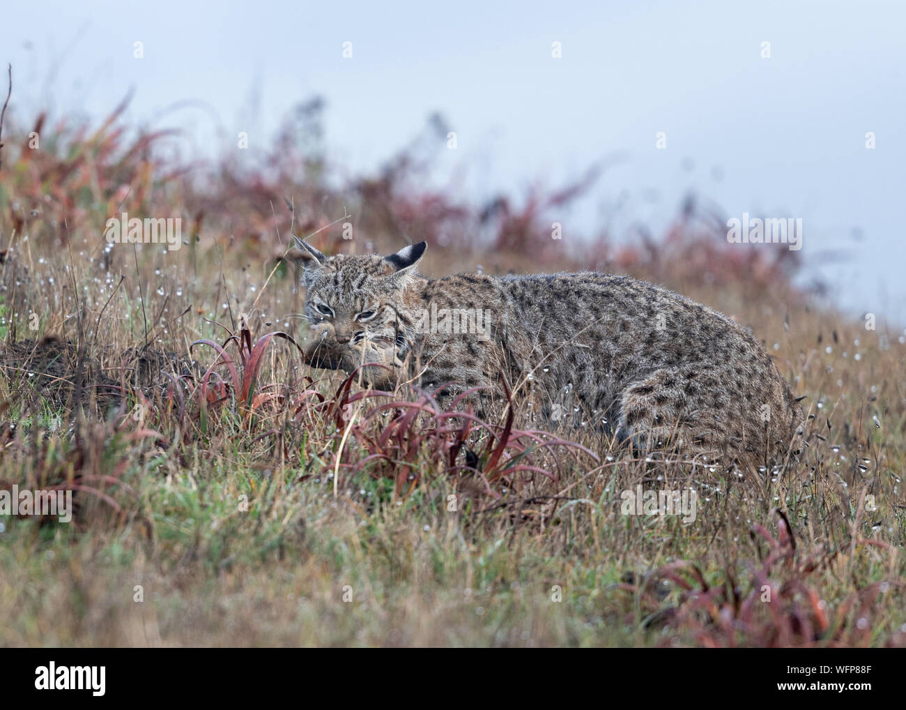 Bobcat california hi-res stock photography and images - Alamy