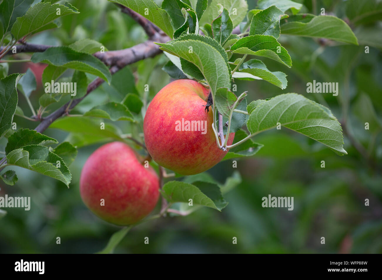 Apple garden full of riped red apples Stock Photo - Alamy
