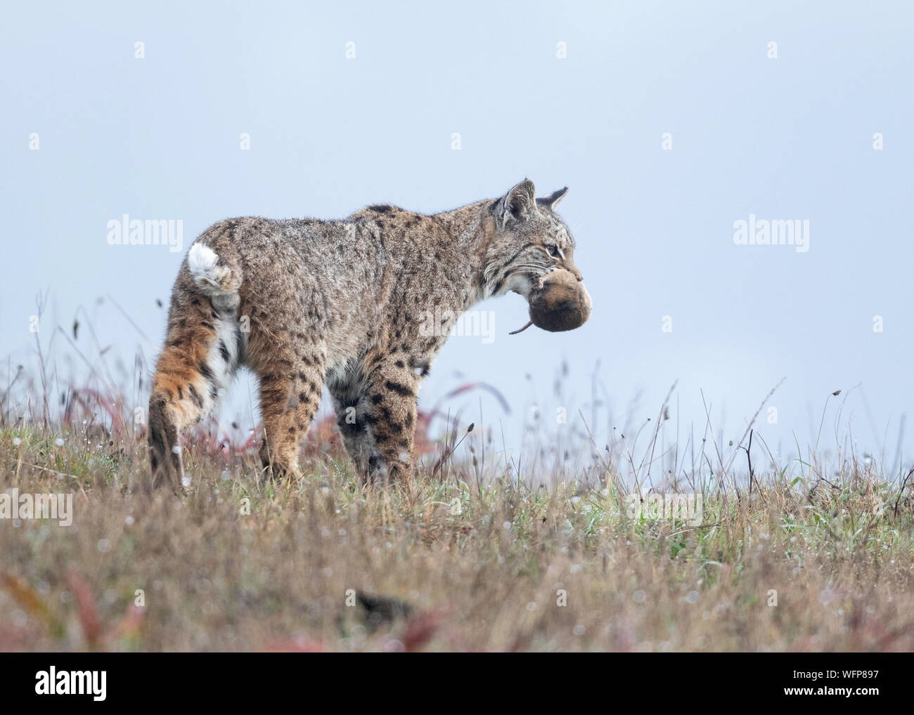 Bobcat california hi-res stock photography and images - Alamy
