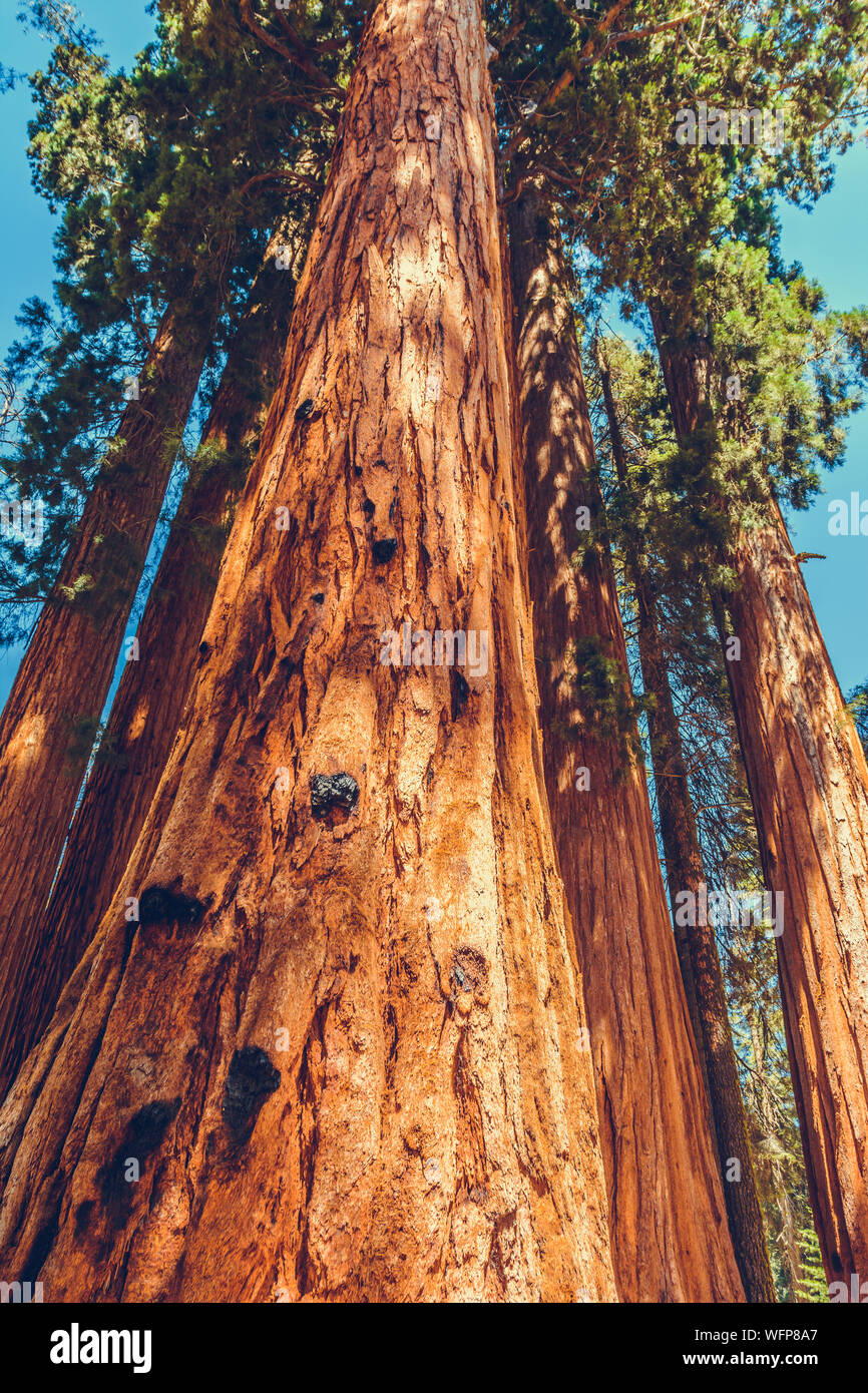 Sequoia National Park in California, USA Stock Photo - Alamy