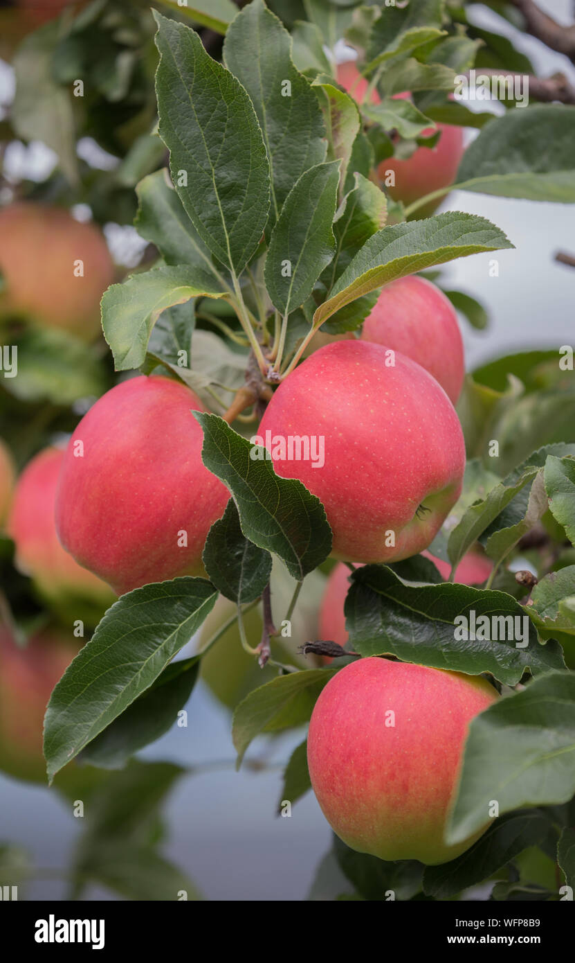 Apple garden full of riped red apples Stock Photo - Alamy