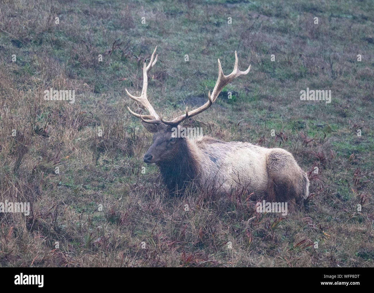 Tule Elk (Cervus canadensis nannodes) Bull, Point Reyes National ...