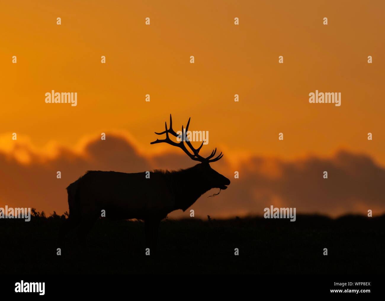 Tule Elk silhouette (Cervus canadensis nannodes) Bull, Point Reyes ...