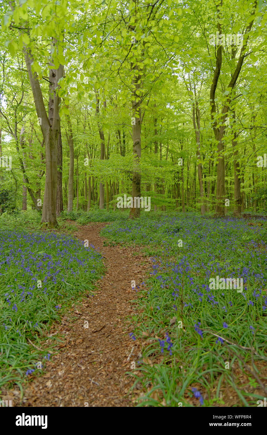 Spring bluebells flowering in an English woodland - England - United ...