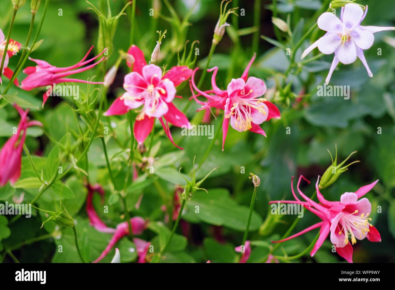 Columbine flowers hi-res stock photography and images - Alamy