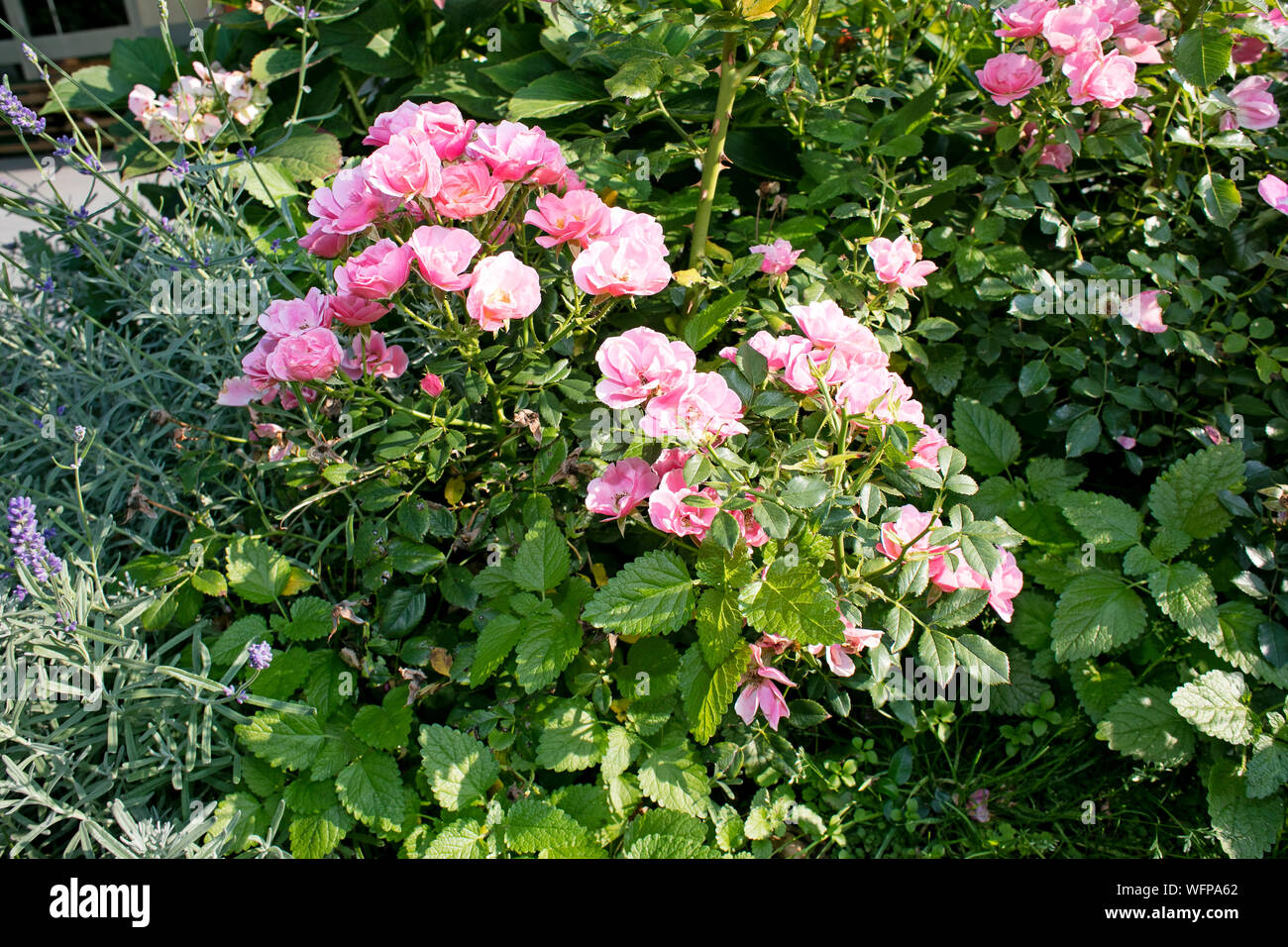 Botanical garden in hamburg hi-res stock photography and images - Alamy