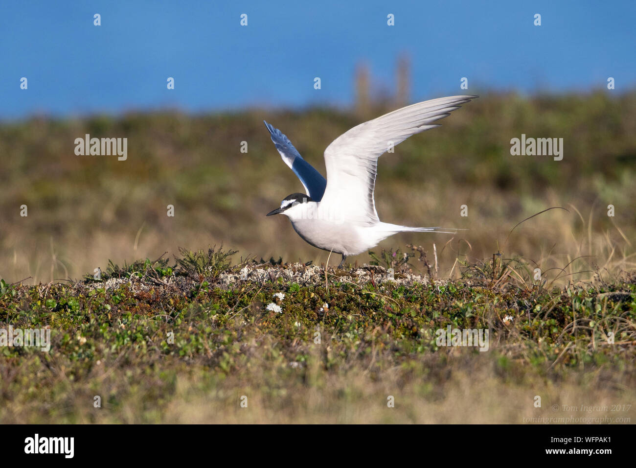 Aleutian Tern copulating on breeding territory in Nome Alaska Stock ...