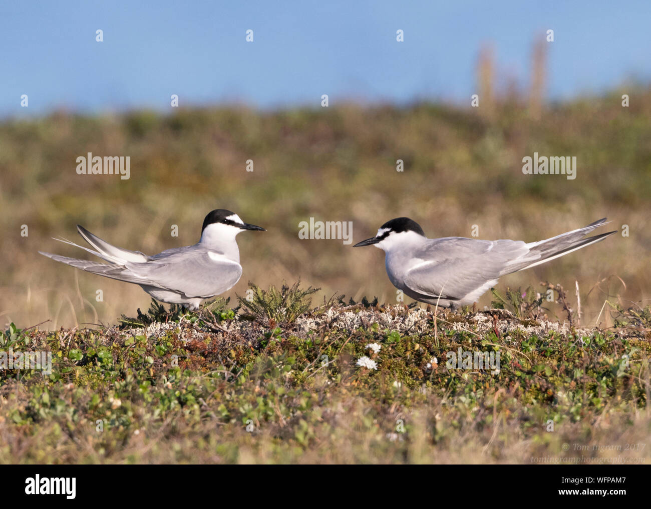 Aleutian Tern copulating on breeding territory in Nome Alaska Stock ...
