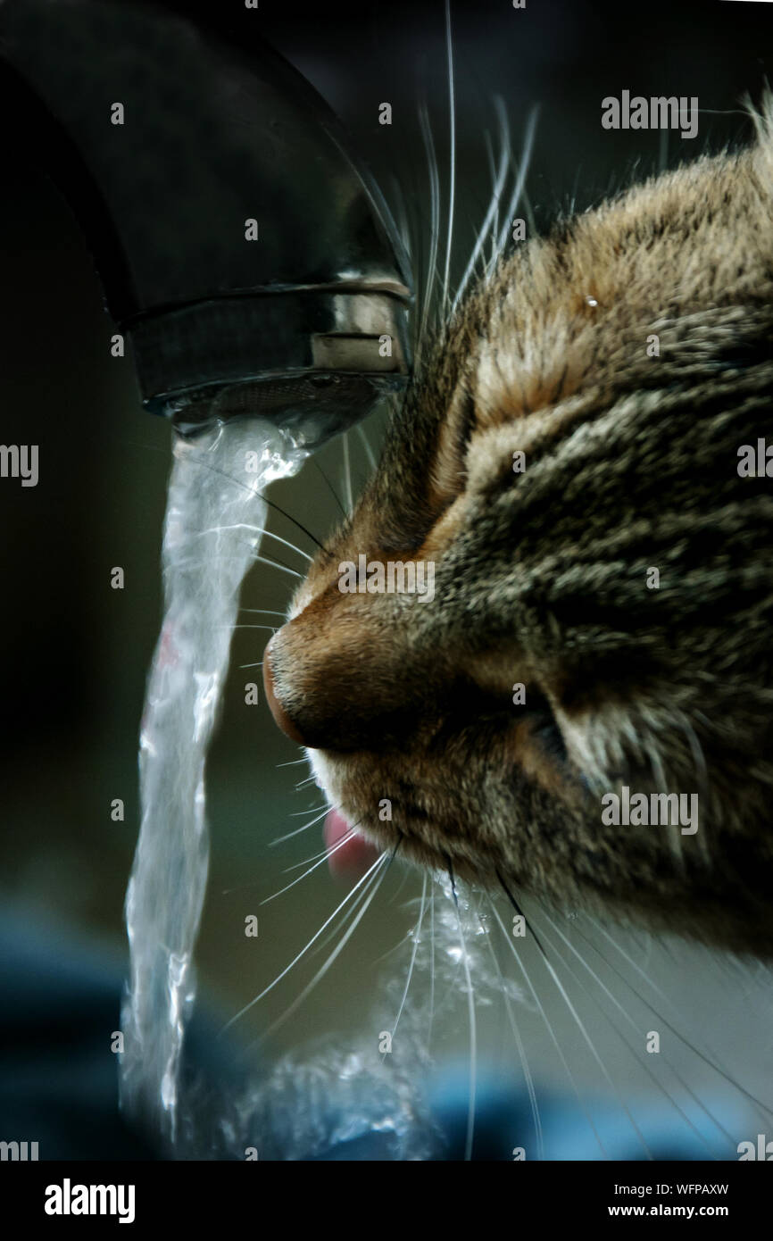 Faucet cat hi-res stock photography and images - Alamy