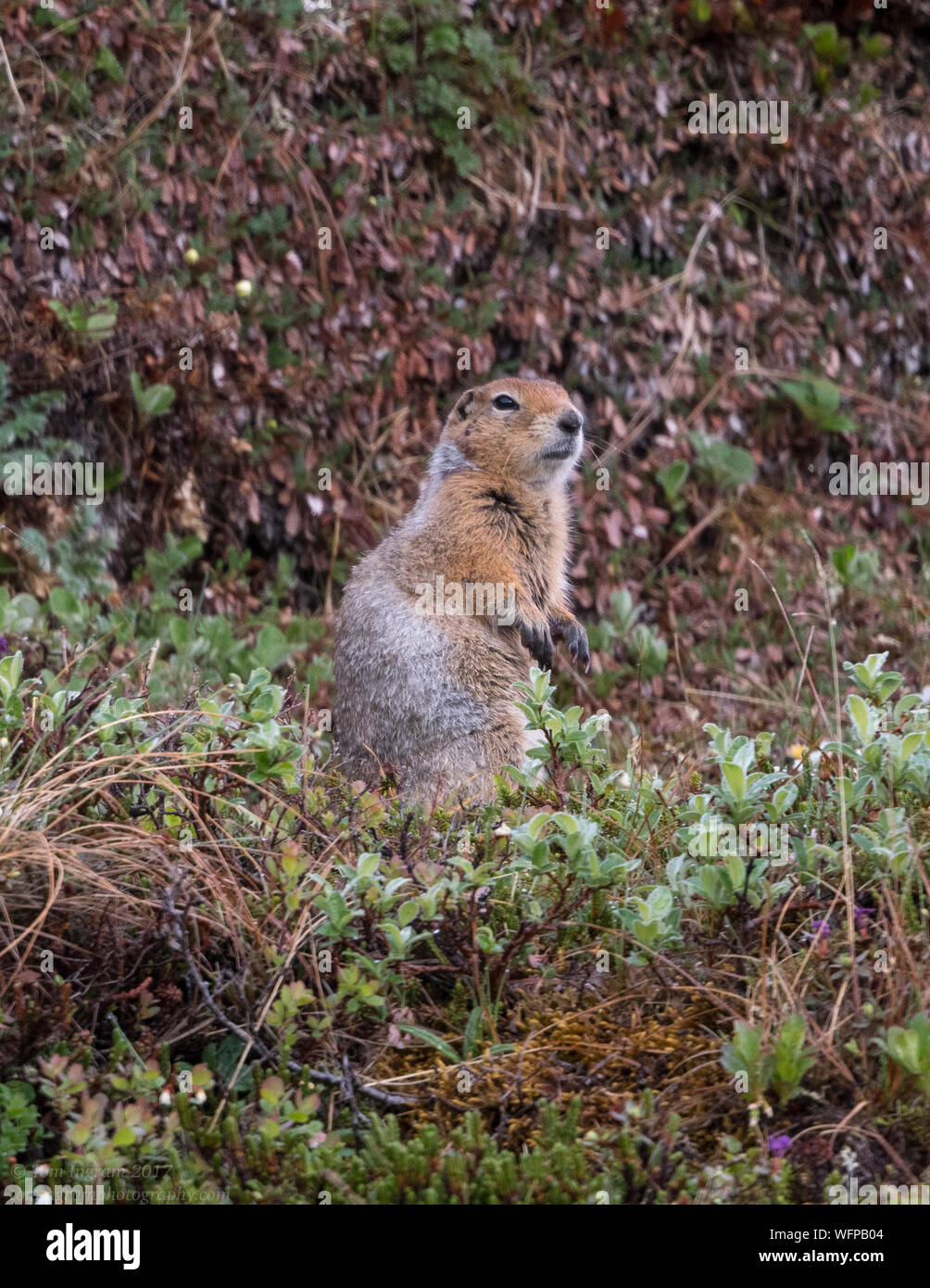 Arctic Ground Squirrel High Resolution Stock Photography and Images - Alamy