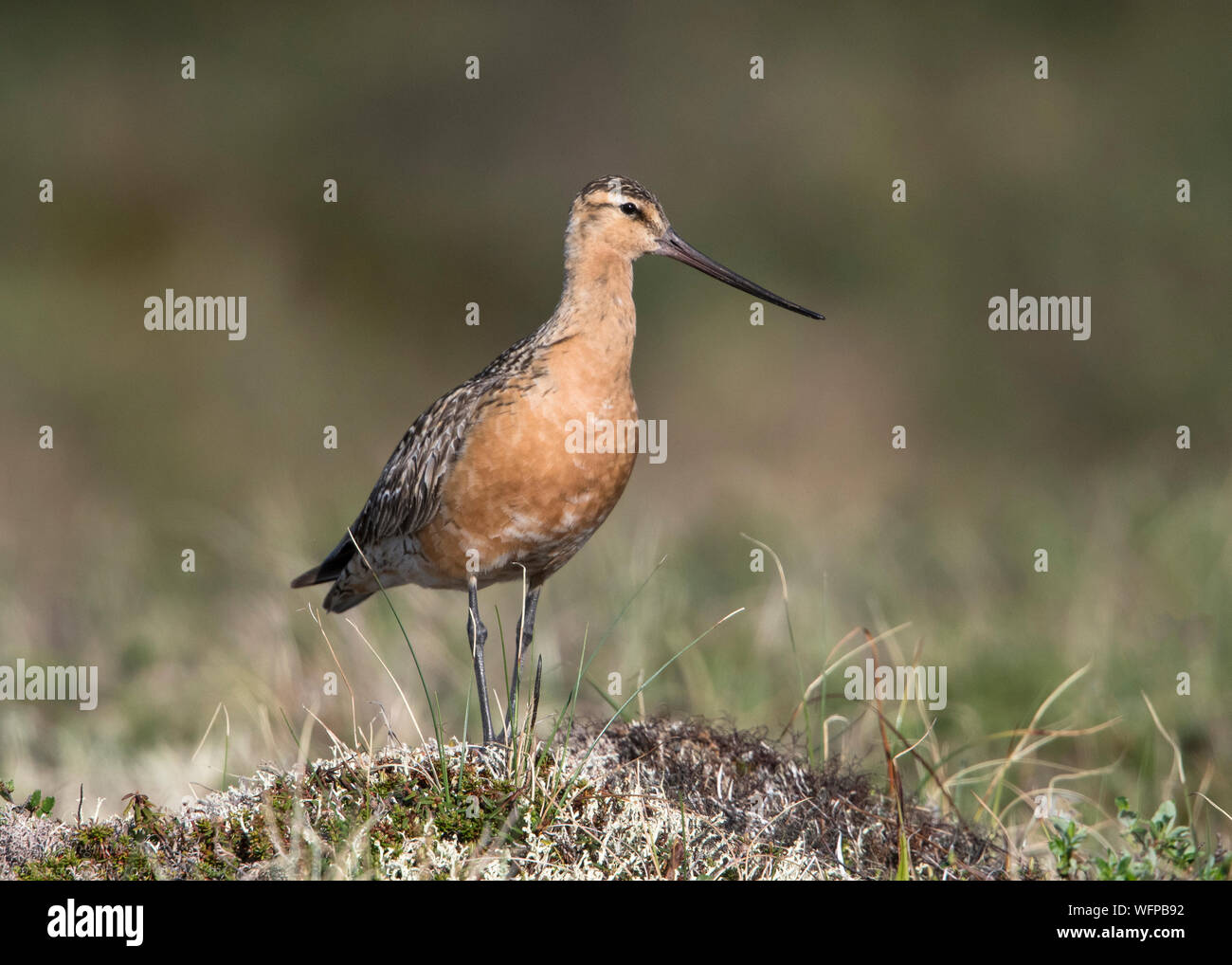 Bar-tailed Godwit on breeding territory in Nome Alaska Stock Photo - Alamy