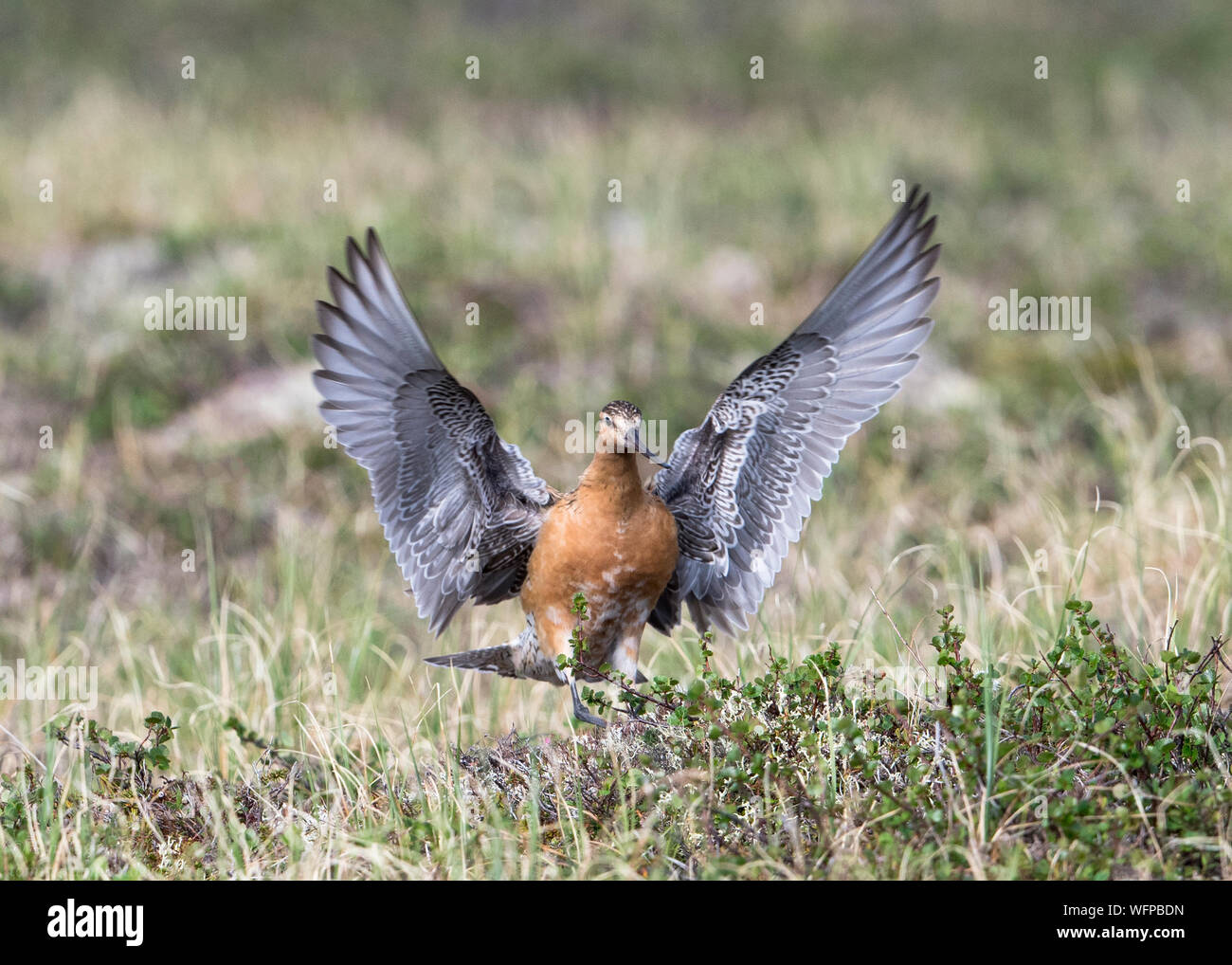 Bar-tailed Godwit on breeding territory in Nome Alaska Stock Photo - Alamy