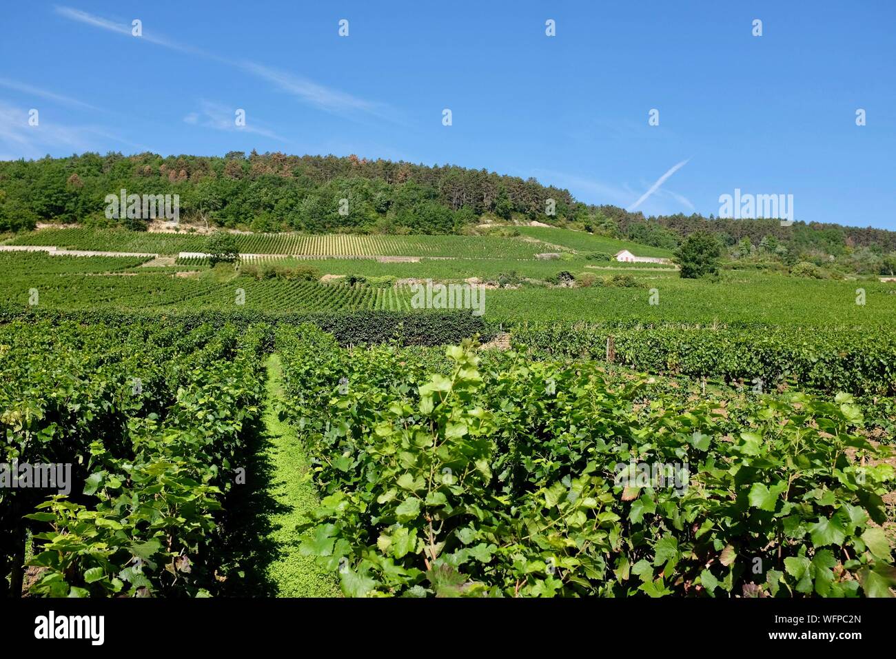 France, Cote d'Or, Marsannay la Cote, Cultural landscape of Burgundy ...