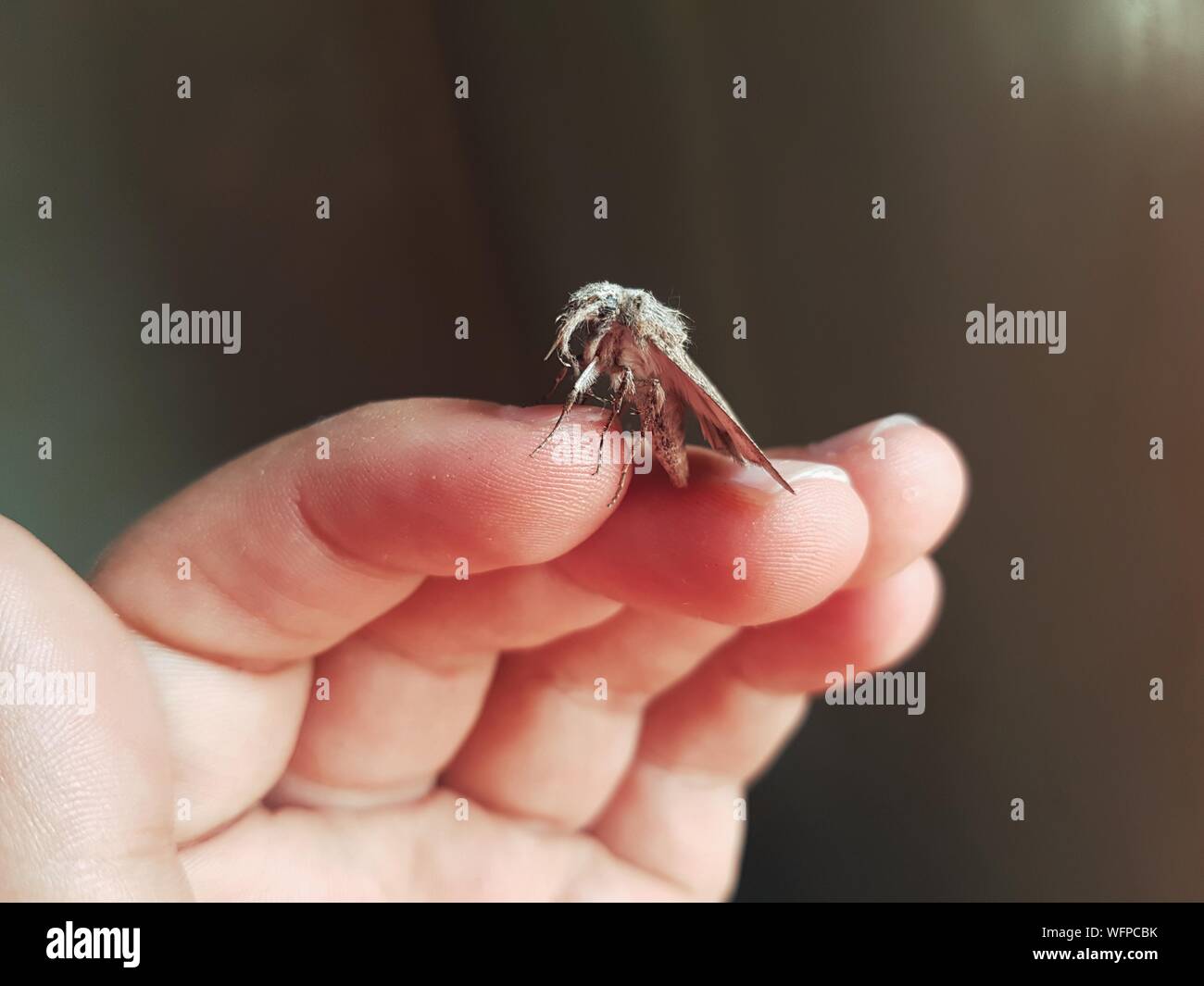 Person holding moth hi-res stock photography and images - Alamy