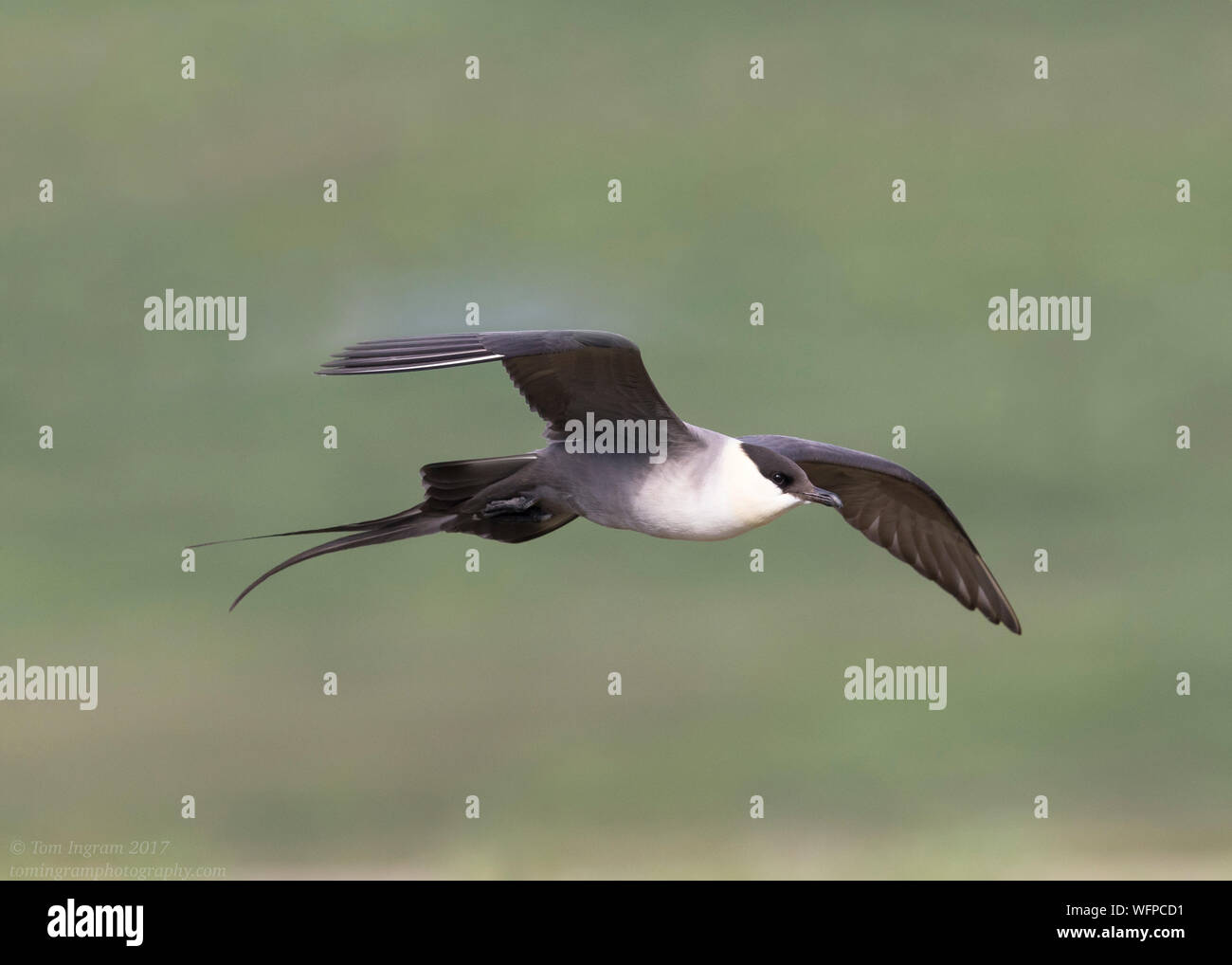 Birds of the northwest territory hi-res stock photography and images ...