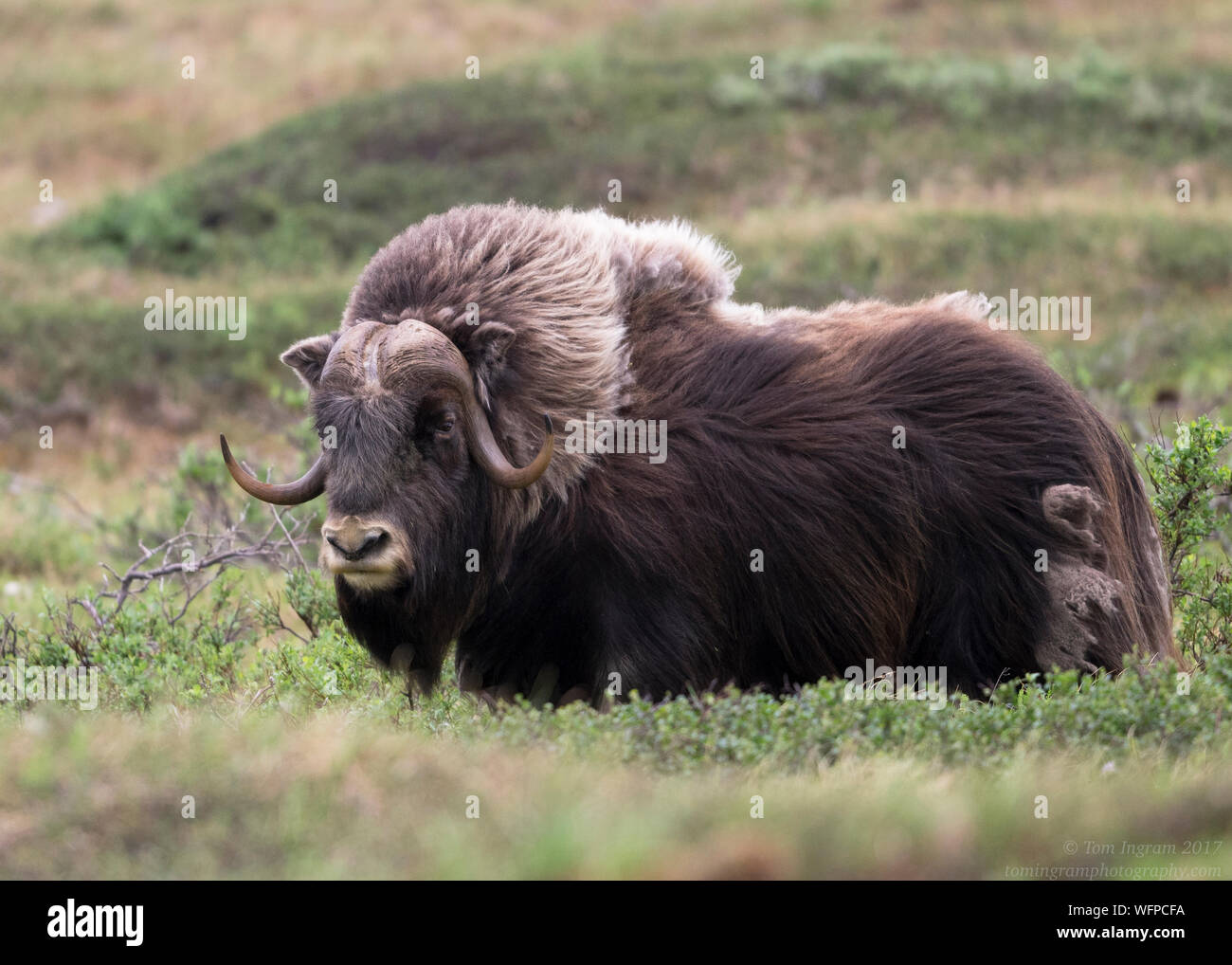 Alaska musk ox hi-res stock photography and images - Alamy